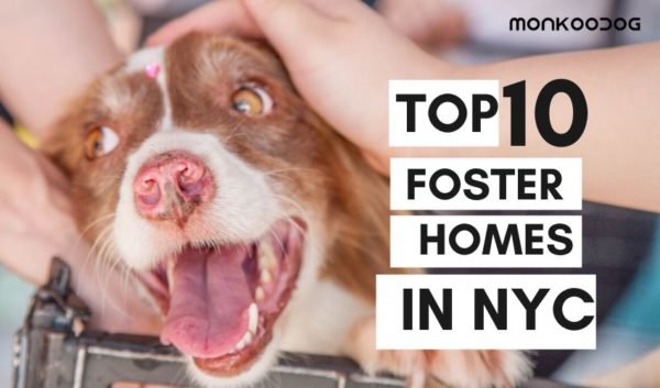 Top 10 Foster Homes in New York City/NYC - Monkoodog