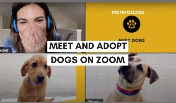 Pedigree Has Launched Virtual Dog Adoptions Through Zoom