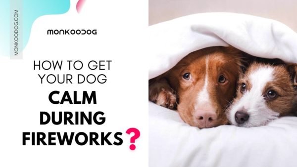 Tips to Calm Down Your Dog During Fireworks - Monkoodog
