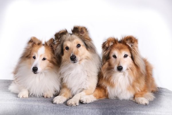 Dog Breed You Should Adopt, Based on Your Zodiac Sign