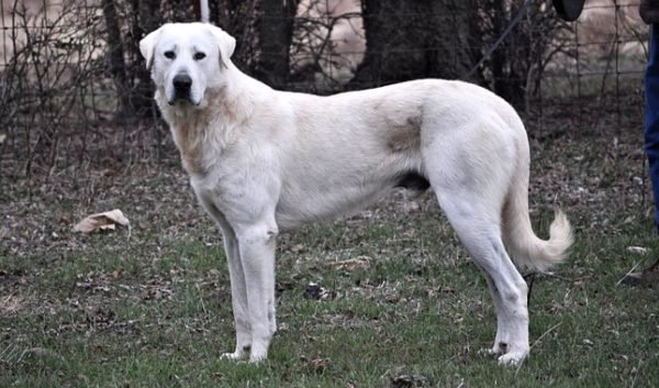 Akbash Dog Breed Information, Pictures, Characteristics & Facts | Monkoodog