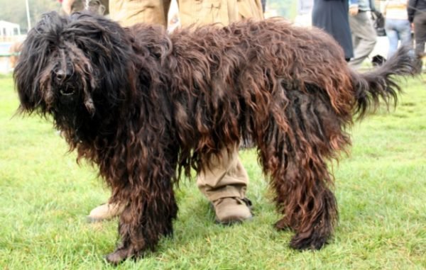 Bergamasco Shepherd Dog Breed Information, Pictures & Facts