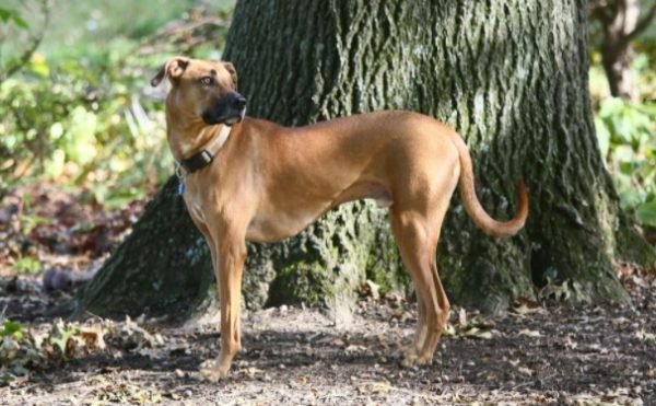 Black Mouth Cur Dog Breed Information, Pictures, Characteristics ...