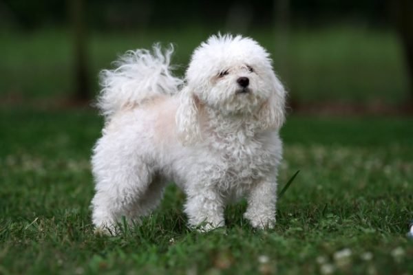 Bolognese Dog Breed Information, Pictures, Characteristics & Facts ...