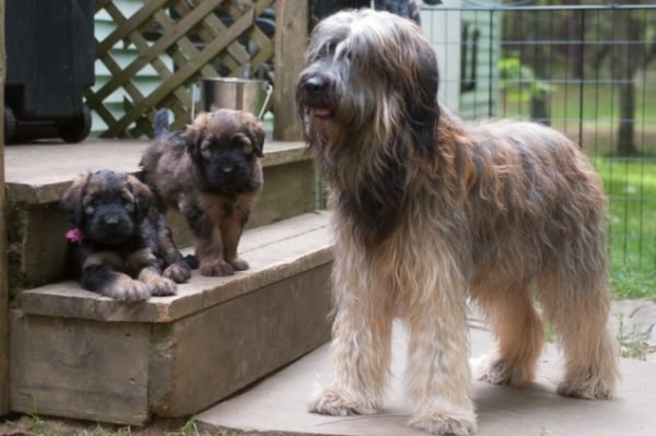 Briard Dog Breed Information, Pictures, Characteristics & Facts | Monkoodog