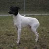 Japanese Terrier Dog Breed Information, Pictures, Characteristics ...