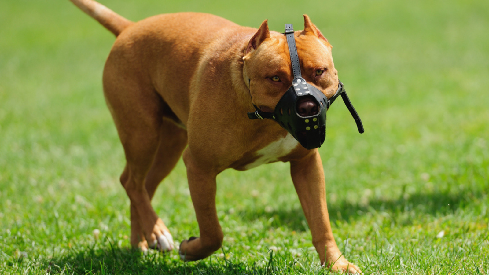 Scary Dogs Breeds to send shivers down | Monkoodog
