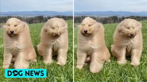 Dogs getting wind on their faces | Monkoodog