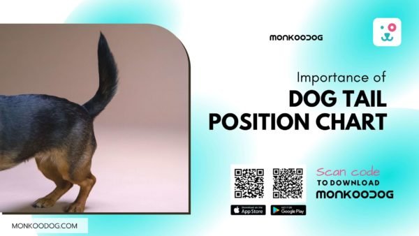 Importance of Dog Tail Position Chart - Monkoodog