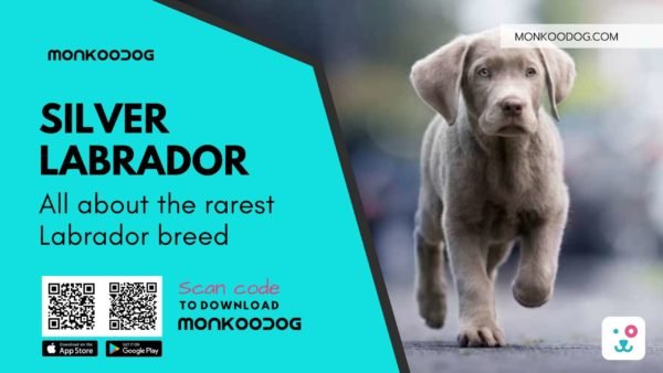Silver Labrador: All about the rarest Labrador breed