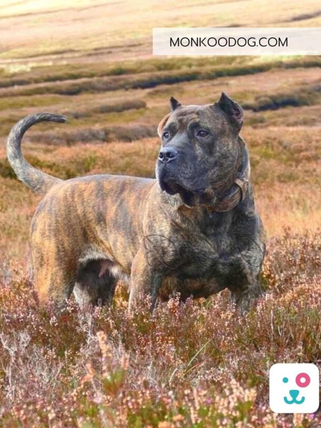 The Presa Canario: A Guide To The Fiercely Loyal Canary Mastiff - Monkoodog