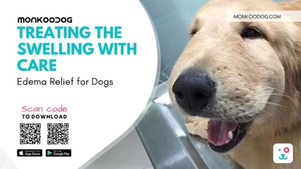 Edema Relief for Dogs | Monkoodog