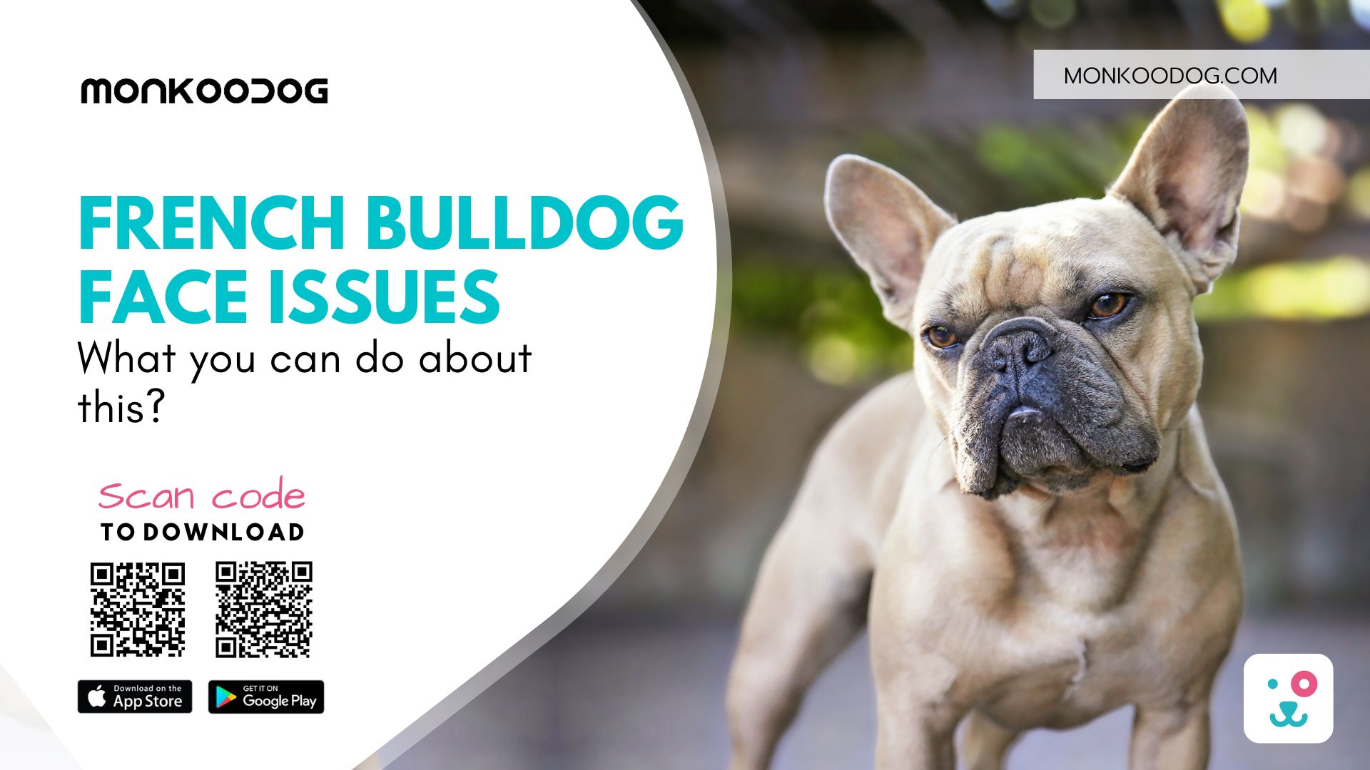 Common Health Issues of French Bulldogs & How You Can Help?