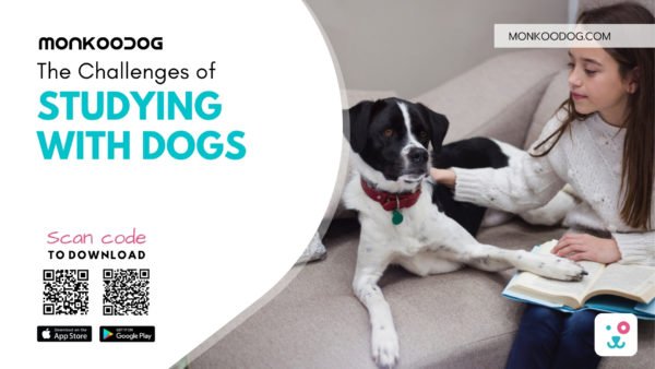 The Challenges of Studying with Dogs - Monkoodog