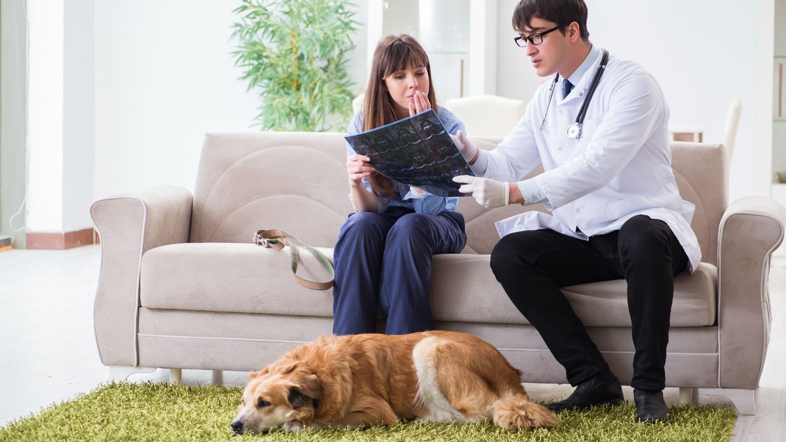 10 Signs That Indicate Your Pet Needs A Vet Visit To The Veterinary ...