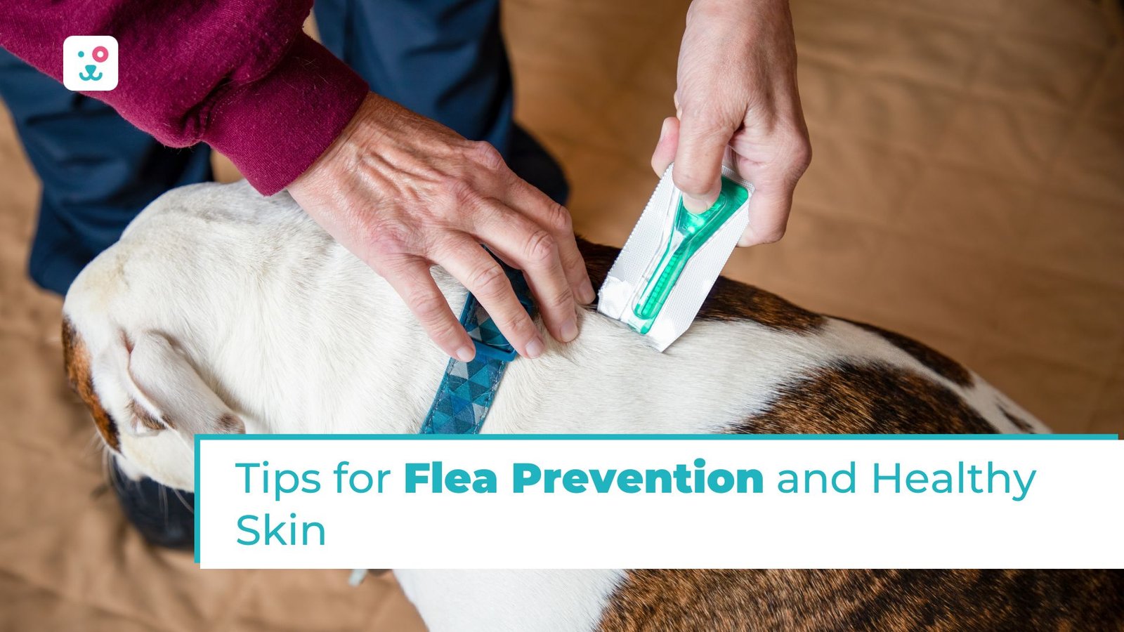 tips on flea prevention and healthy skin
