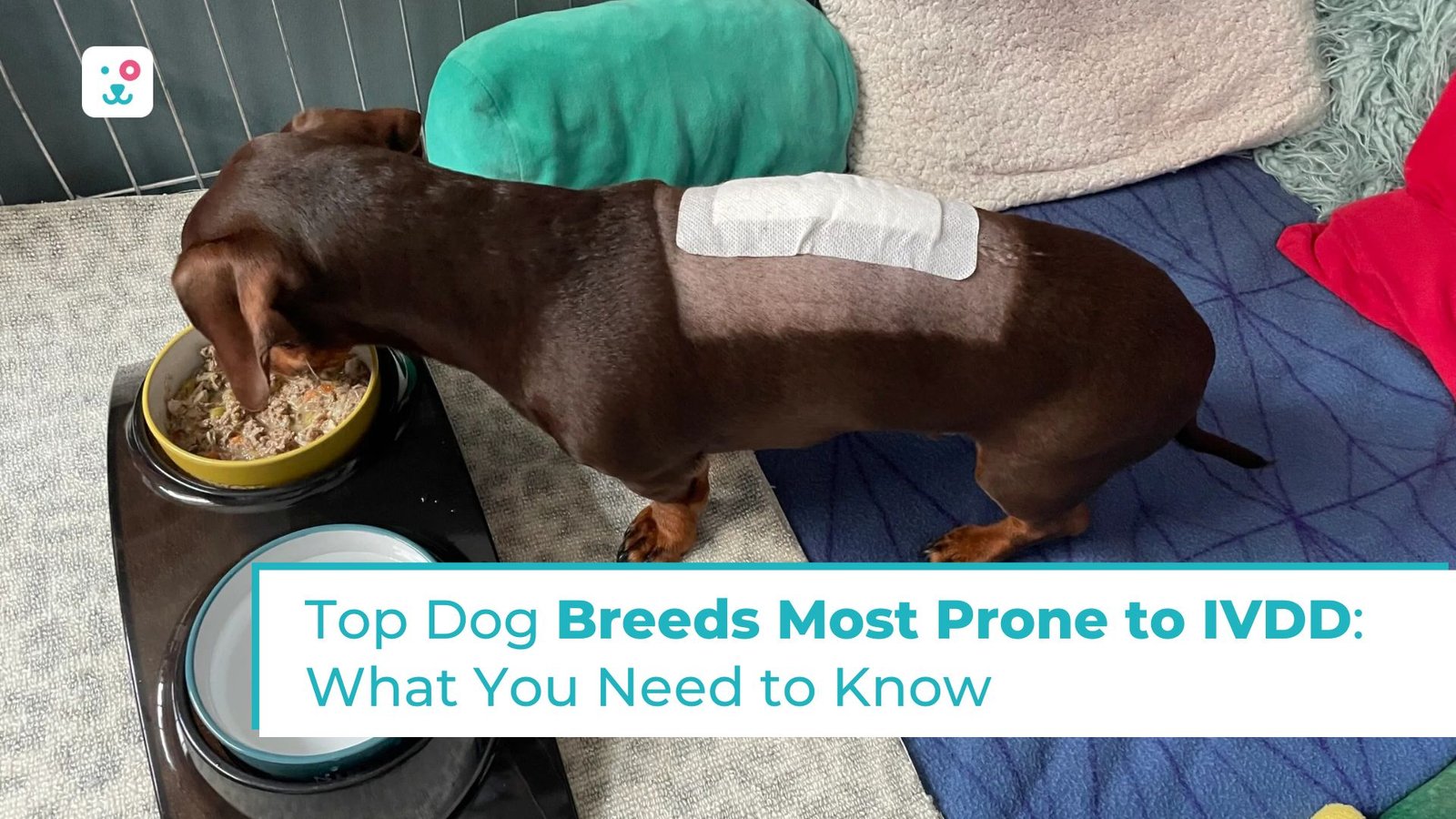 Dog breeds more prone to IVDD