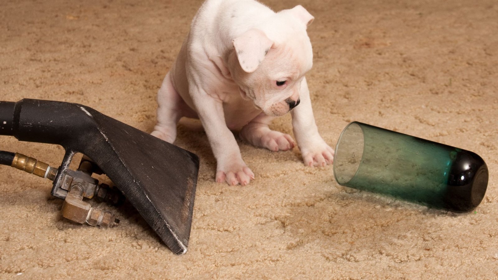 Why Use Pet Safe Disinfectant for a Clean Pet Space?