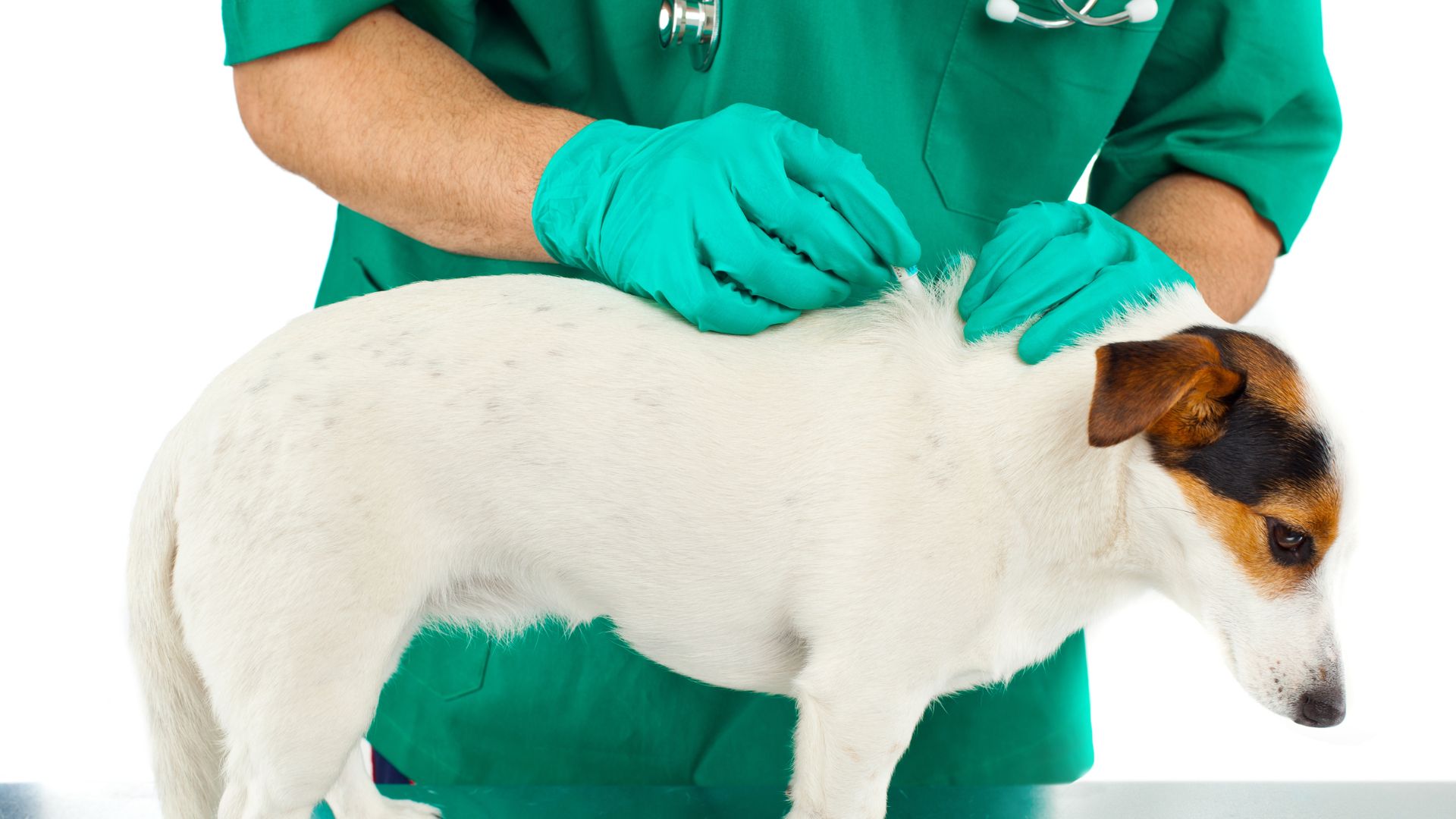 Dog Scratching? Understanding Dogs and Ticks & Tick treatment