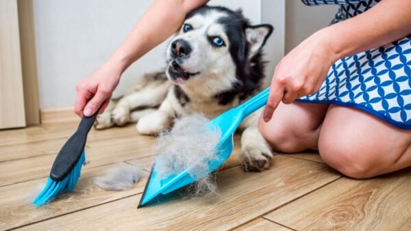Seasonal Shedding in Dog: What to Expect and How to Handle It