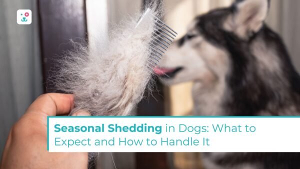Seasonal Shedding in Dog: What to Expect and How to Handle It