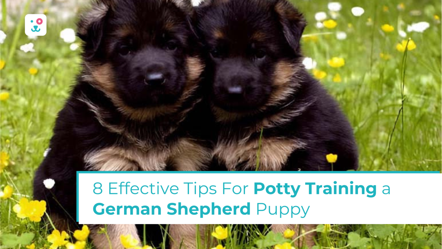 Tips for Potty Training a German Shepherd Puppy