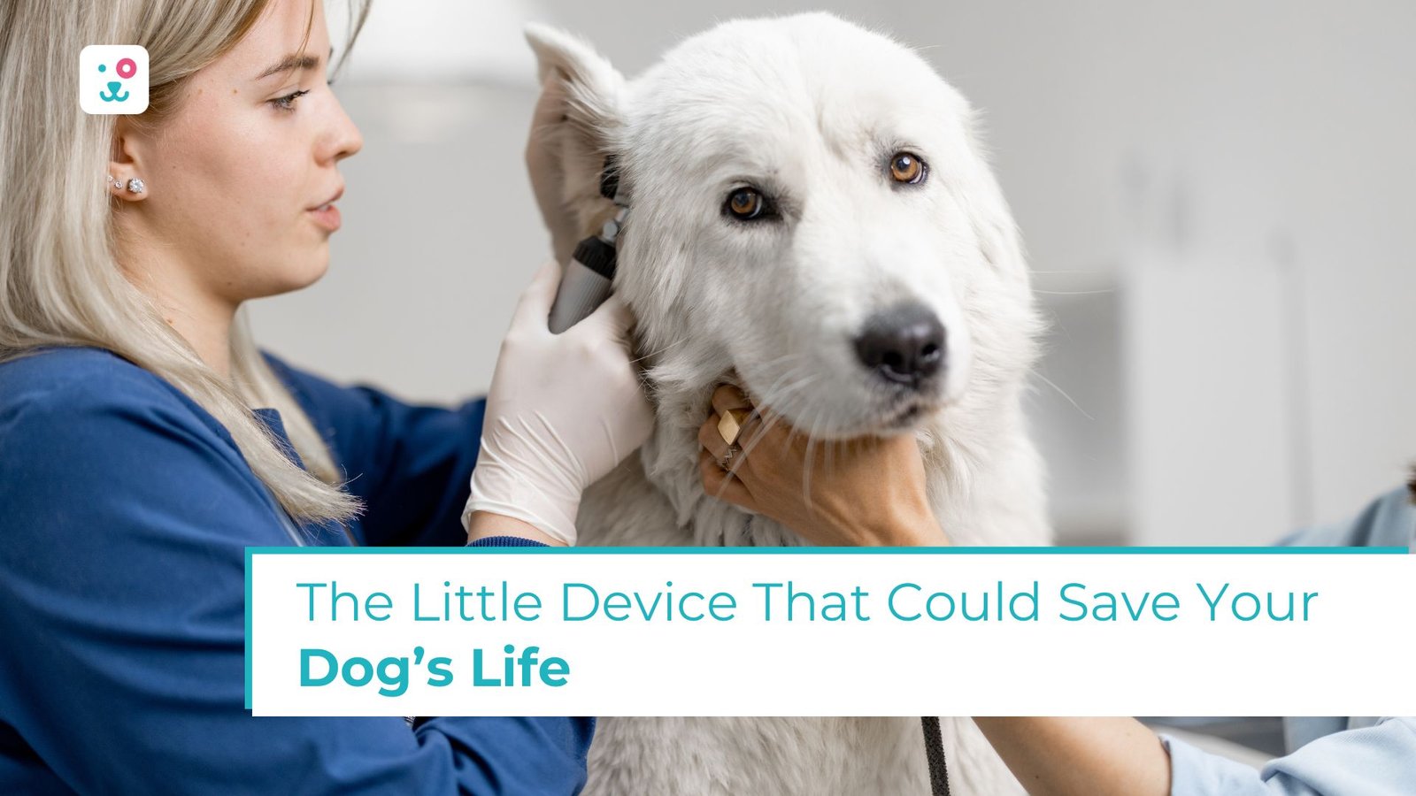 The Little Device for your Dog Ear Could Save Your Dog’s Life